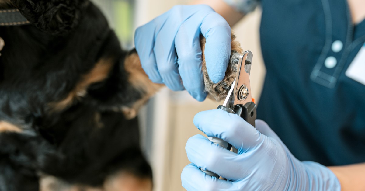 Frequently Asked Questions About Mobile Pet Grooming Frequently Asked Questions About Mobile Pet Grooming